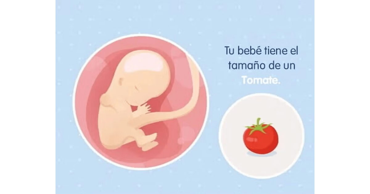 11 semanas de embarazo | Nestlé Materna