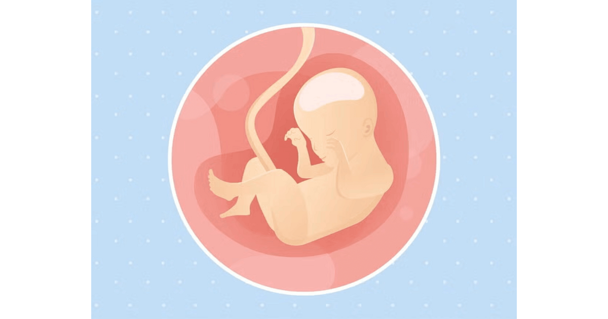 24 semanas de embarazo | Nestlé Materna